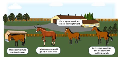Horsing Around Safety Tips