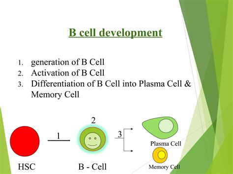 B Cell Generation Activationanddifferentiation Ppt