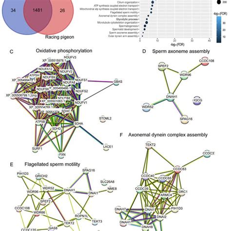 Functional Enrichment Analysis And Interaction Relationships Of Sperm