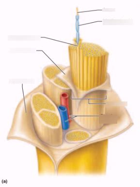 Exercise Structure Of A Neuron Diagram Quizlet