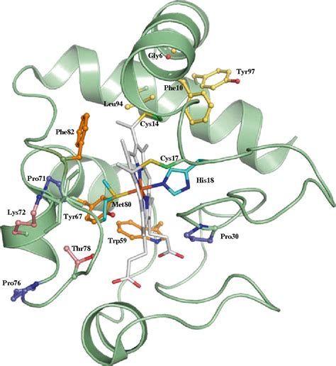 Figure 1 From Cellular And Molecular Life Sciences The Role Of Key