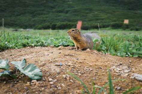 Demolishing The Digs How To Get Rid Of A Pocket Gopher In Mesa Az Green Machine Pest Control