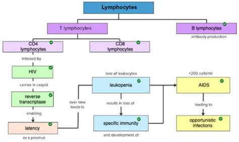 Drag And Drop The Labels Into The Correct Empty Boxes To Complete The
