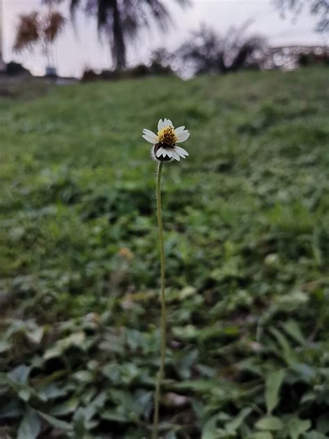 Flower Morning White Free Photo On Pixabay Pixabay