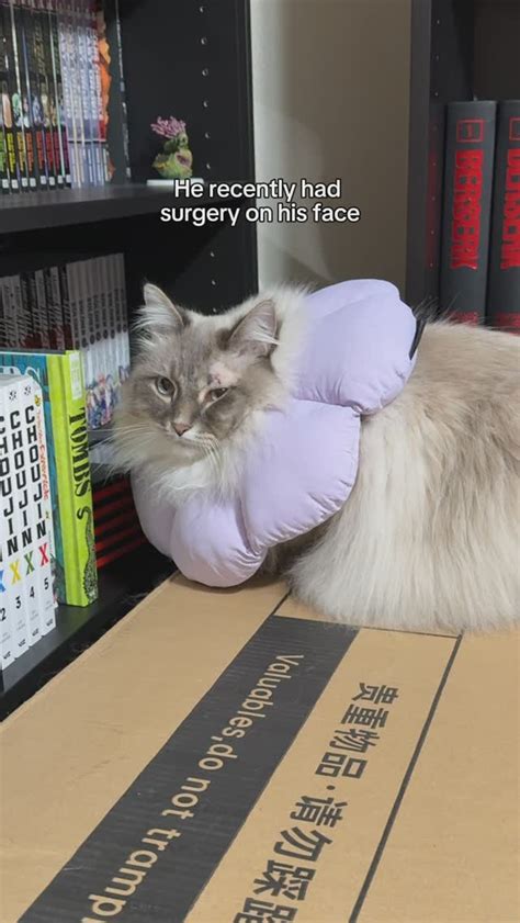 Nimbus ☁️ Nimbus Siberian • Instagram Photos And Videos