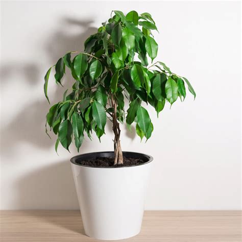 Weeping Fig Garden Express