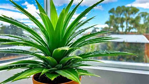 Growing A Pineapple Top At Home Easy Tips Green Thumb Revival