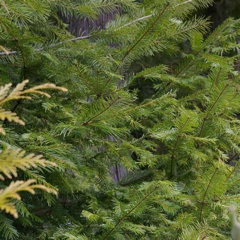 Forest Management Plan Template For New Forest Landowners East Fork