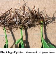 Knowledge Is Power When It Comes To Pythium Greenhouse Management