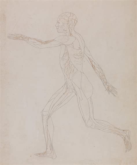 A Comparative Anatomical Exposition Of The Structure Of The Human Body