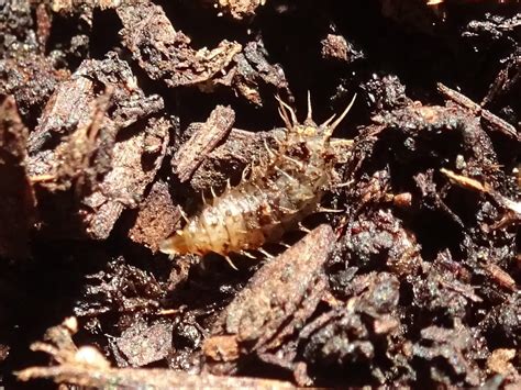 Bug Id R Vegetablegardening Bug Id R Vegetablegardening