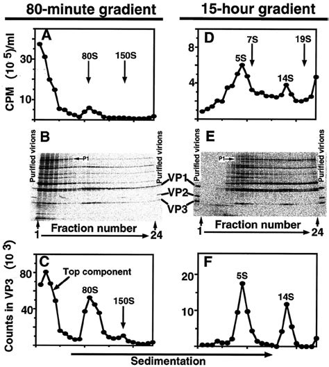 Identi Fi Cation And Quanti Fi Cation Of Hrv16 Assembly Precursors