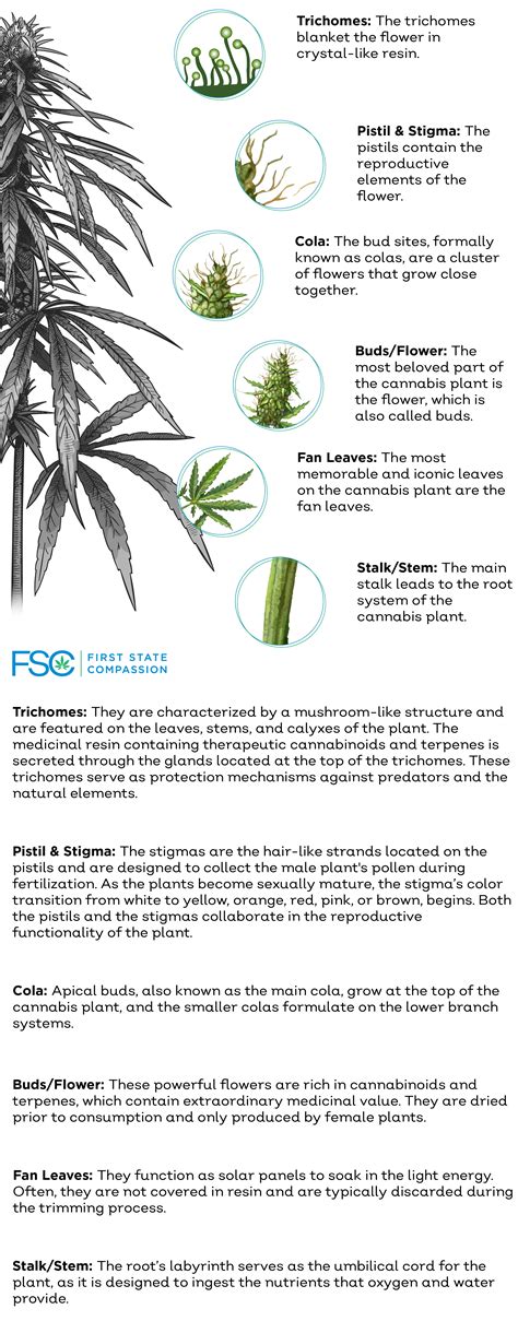 What Is A Cannabis Plant A Breakdown Of The Anatomy And