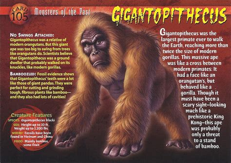 Dogman Evidence Will You Allow Gigantopithecus To Be An Orangutan