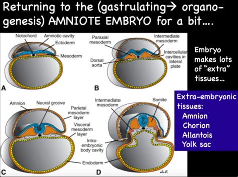 Lecture 18 Mammalian Development Extra Embryonic Tissues Sex
