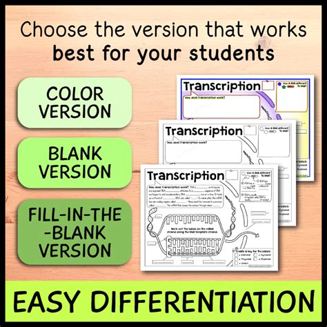 Protein Synthesis Doodle Notes Emmatheteachie