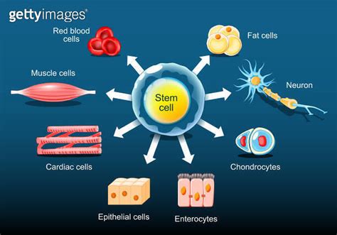 Stem Cells Differentiation 이미지 2157345074 게티이미지뱅크