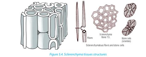 Course S4 Biology Reb