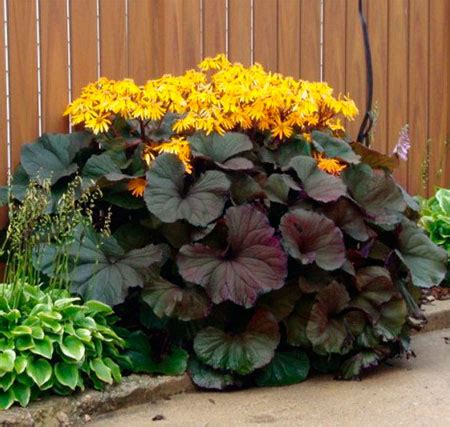 Бузульник : LIGULARIA DENTATA MIDNIGHT LADY -БУЗУЛЬНИК ЗУБЧАТЫЙ МИДНАЙТ ...