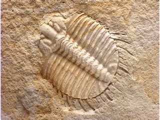 A Gallery Of Some Of The Trilobite Order Odontopleurida