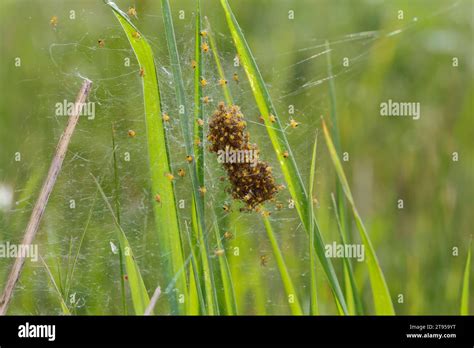 Cross Orbweaver European Garden Spider Cross Spider Araneus Diadematus Young Spiders In Web