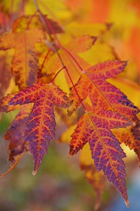 秋天茶条枫叶子，原创拍摄原创拍摄叶子新浪新闻