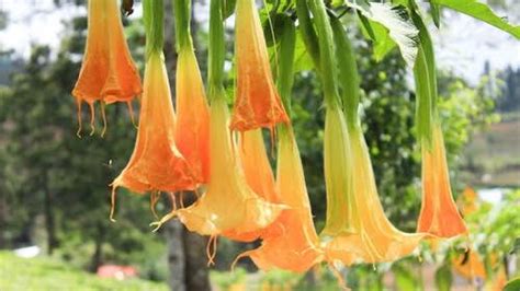 Apakah Tumbuhan Berhubungan Seks Ini Penjelasannya Telisik Id