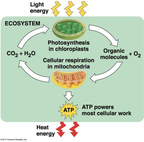 Cellular And Molecular Biology Lecture 3 Exam Flashcards Quizlet
