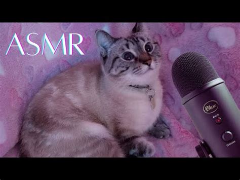 Tu Novia Gatita 💕 ASMR 8D Purring, Meowing, Susurros