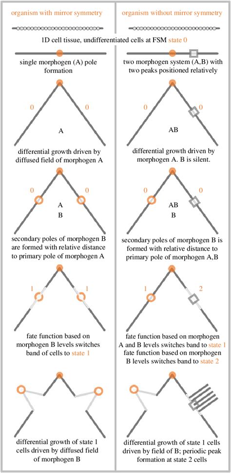 Sequential Form Making With FSM Left And Right Columns Depict The Download Scientific Diagram