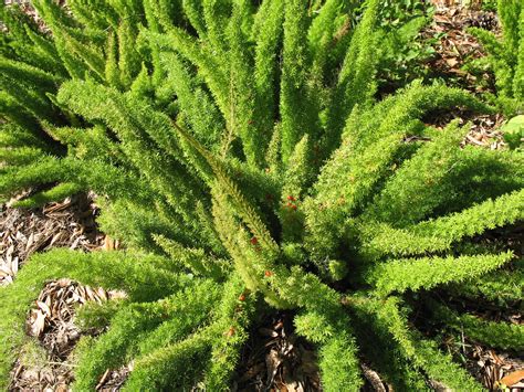 Online Plant Guide Asparagus Densiflorus Myers Fox Tail Fern