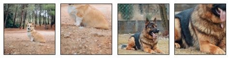transforming and augmenting images — torchvision main documentation