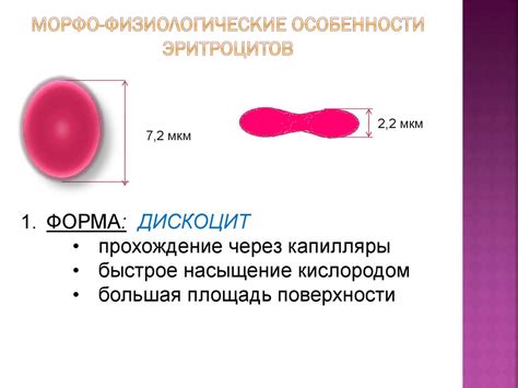 Физиология системы крови Эритроцитарная система группы крови