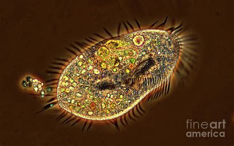 Ciliate By Science Photo Library