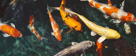 The Basis Of Heritable Variation Articles Biologos