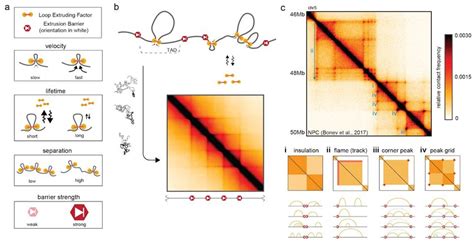 Polymer Model Of Loop Extrusion With Barrier Elements Recapitulates Download Scientific Diagram