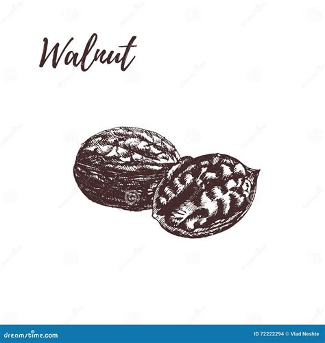 Walnut Hand Drawing Sketch Engraving Watercolor Illustration Style