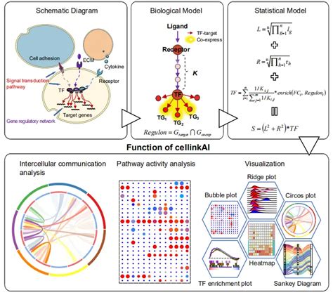 10x单细胞（10x空间转录组）之配受体联合tf因子的通讯分析cellcall Csdn博客