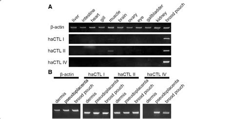 Semi Quantitative Analysis Of C Type Lectin Gene Expression A