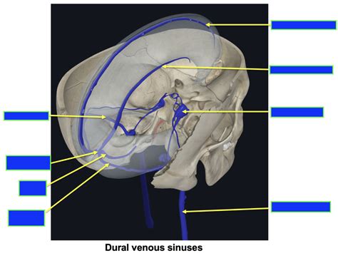 Diagram Of Dural Venous Sinuses 2 Quizlet
