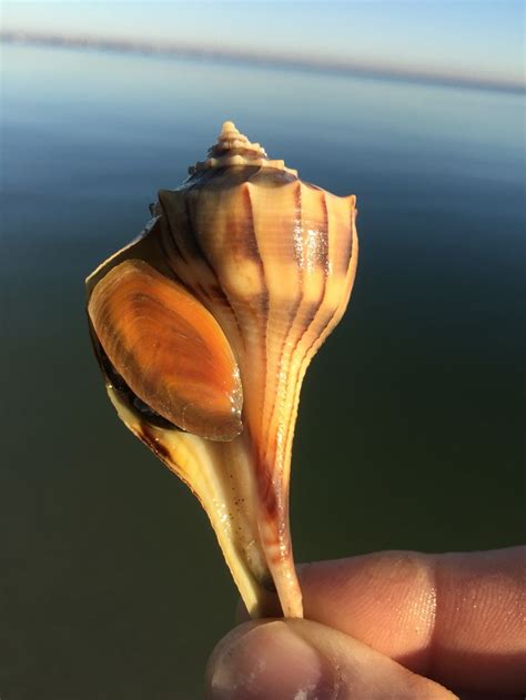 Lightning Whelk Aka Left Handed Whelk 1 Lightning
