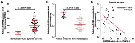 Long Non Coding Rna Hotair Promotes The Progression Of Synovial Sarcoma Through Microrna 126