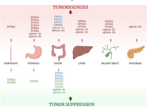 Figure 4 From The Clinical Impact Of The Eph Ephrin System In Cancer Unwinding The Thread