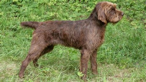 Pudelpointer Dog Breed Information Photo Care History Fellopet