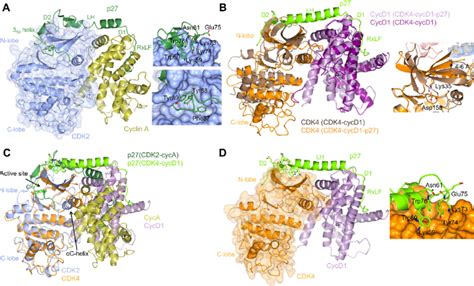 Structural Comparison Of Cdk2 Cyclin A P27 With Cdk4 Cyclin D1 P27 A Download Scientific