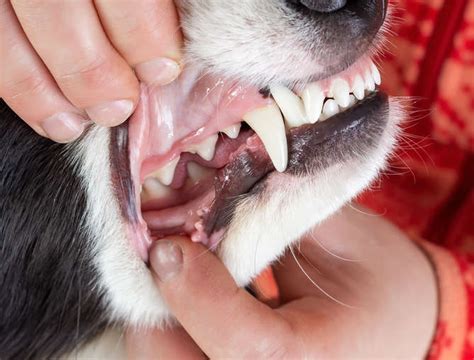 Pictures Of Teeth By Dog Age From Puppy To Senior Dog