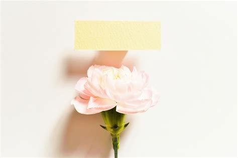 빛에 의해 조명 하나의 흰색 카네이션과 어머니의 날 이미지 메시지 카드의 모형 개념에 대한 스톡 사진 및 기타 이미지 개념 개화기 공란 Istock