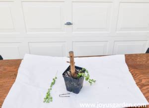 Propagating A String Of Pearls Plant Made Simple