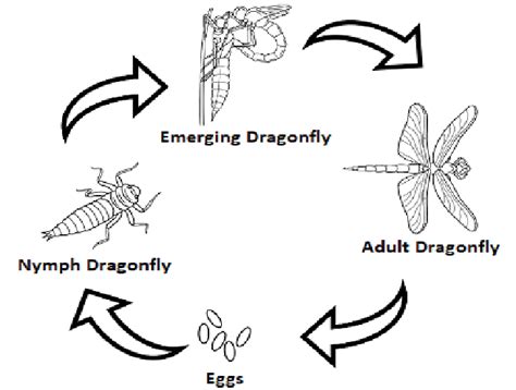 Damselfly Life Cycle
