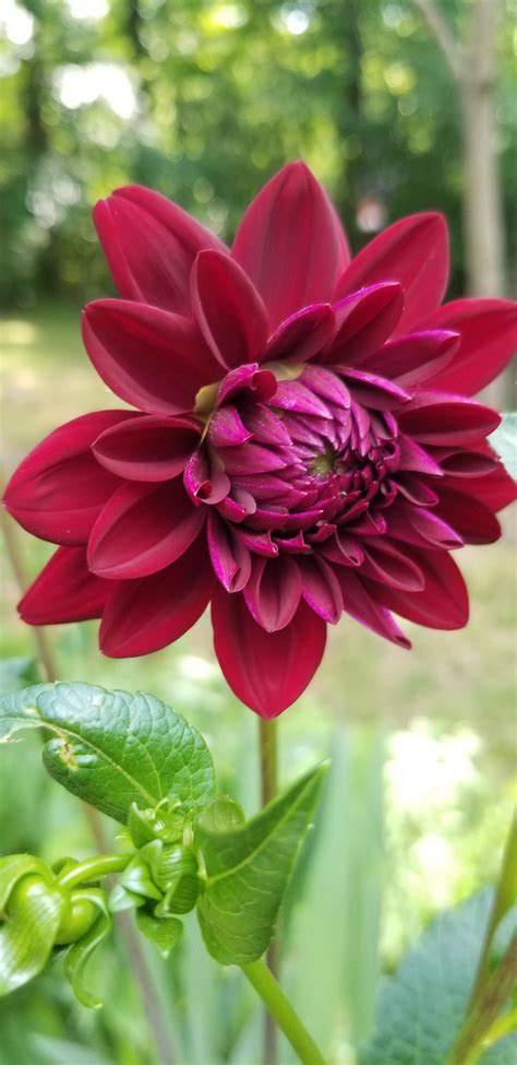 Dailah Emerging Rgardening